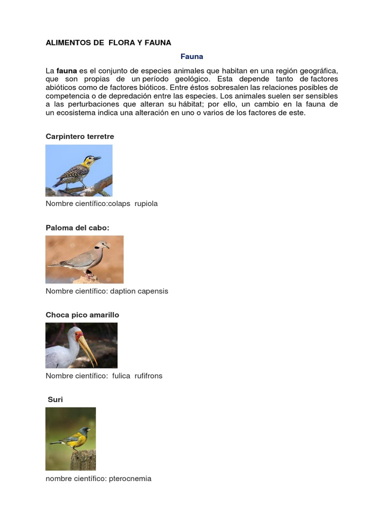 Alimentos de Flora y Fauna | PDF | Flora | Entorno natural