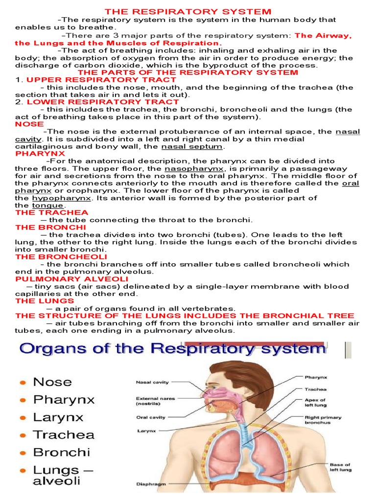 There Are 3 Major Parts of The Respiratory System | Download Free PDF ...