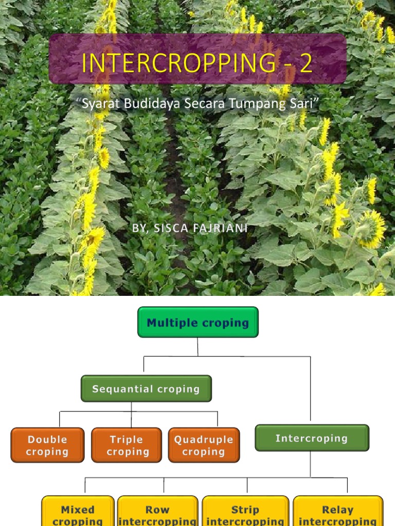 Intercropping - 2 | PDF