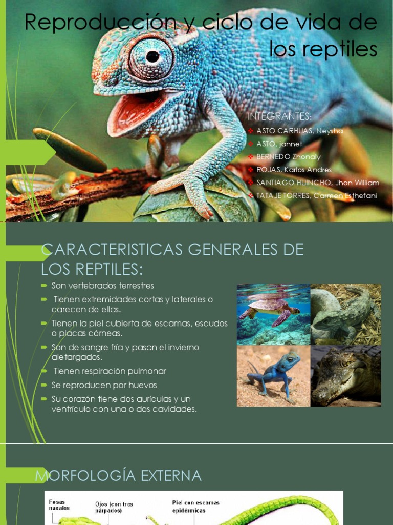 Reproduccion de Reptiles | Reptil | Reproducción