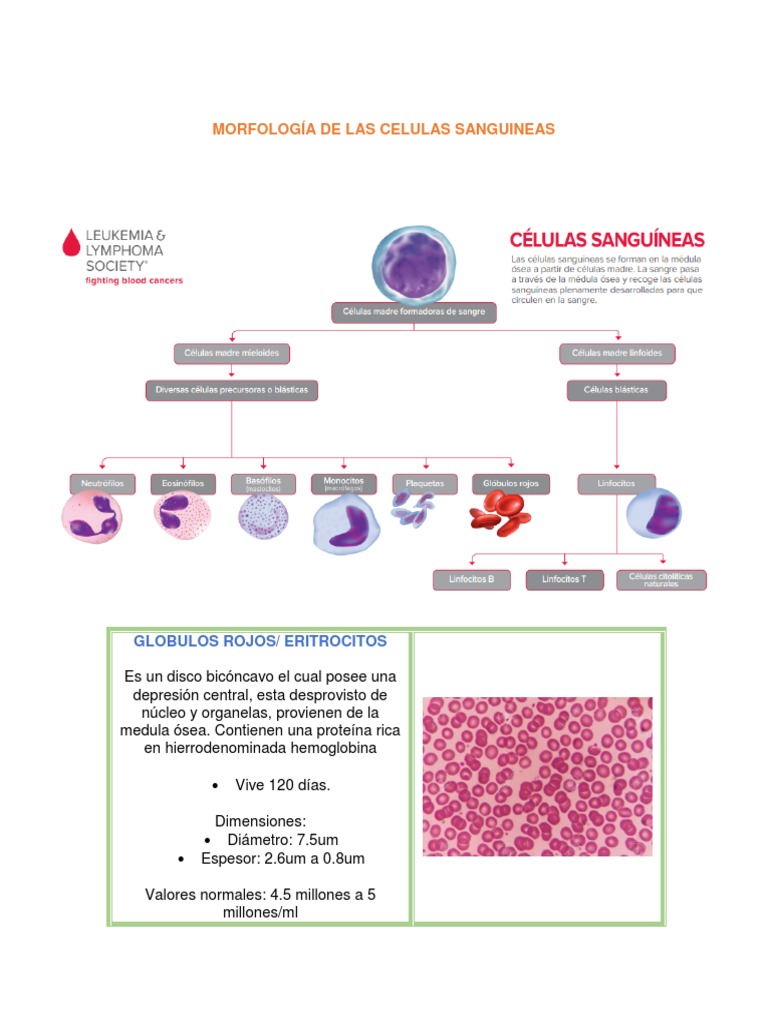 Morfología Celulas Sanguineas | PDF | Leucocito | Linfocitos