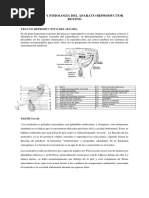 Anatomia y Fisiologia de Aparato Reproductor Del Gallo | PDF | Salud y ...
