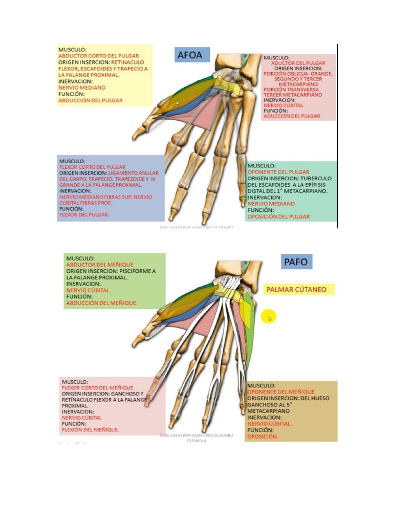 Musculos de La Mano | PDF