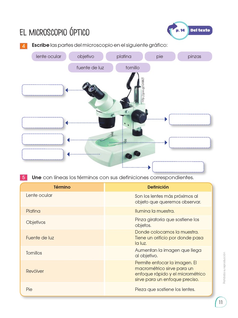 Microscopio Practica | PDF