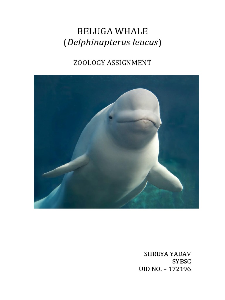 Beluga Whale (Delphinapterus Leucas) : Zoology Assignment | PDF ...