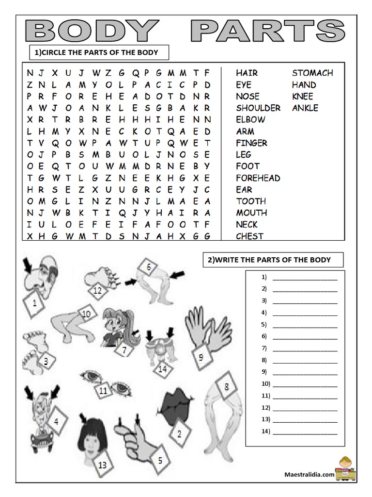 BODY Parts Crossword | PDF