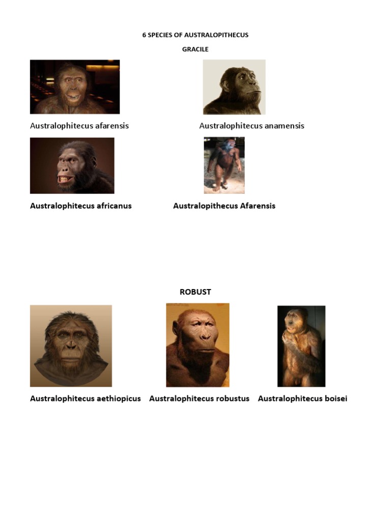 6 Species of Australopithecus | PDF
