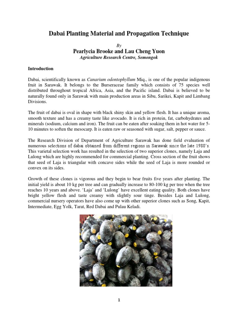 Dabai Propagation and Planting Guide | PDF | Grafting | Trees