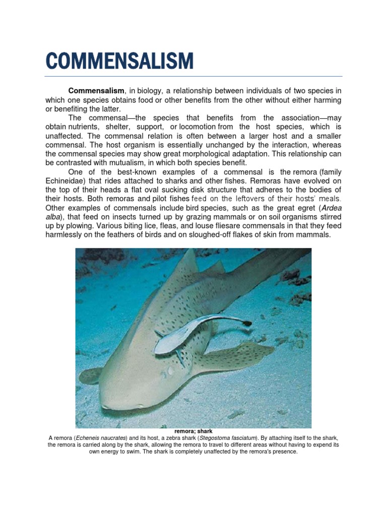 Commensalism: Commensalism, in Biology, A Relationship Between ...