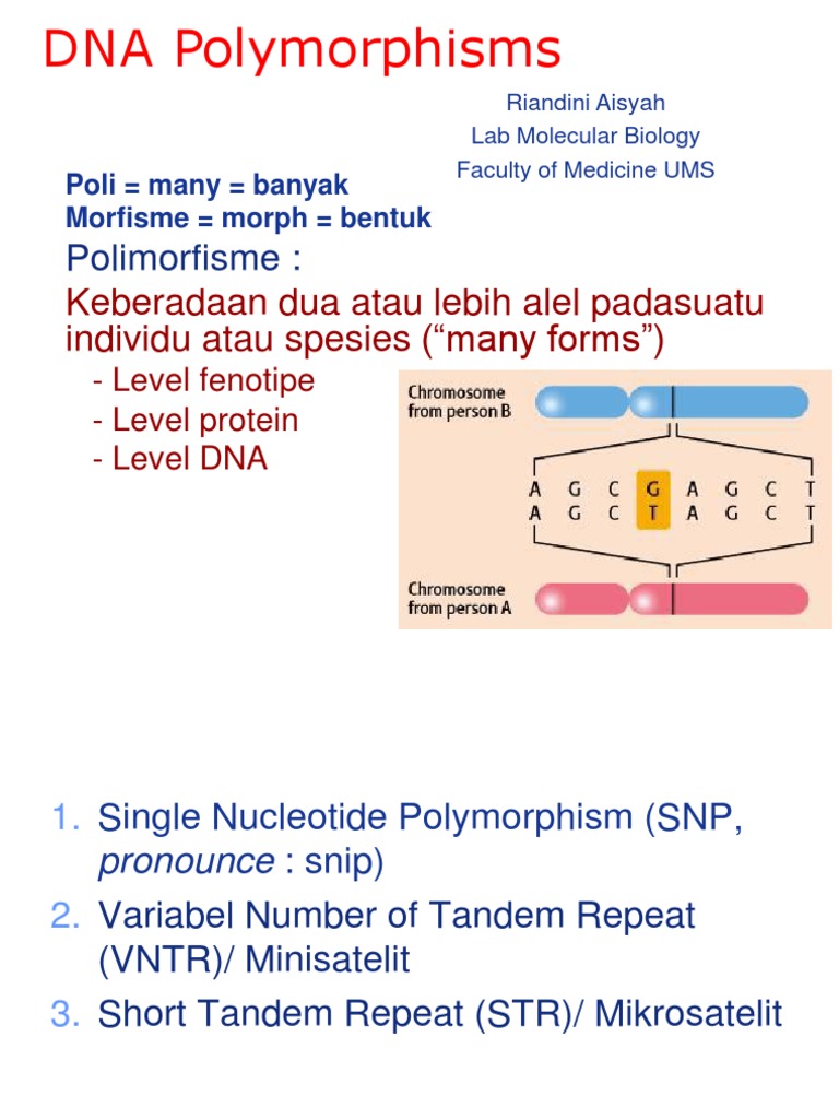 Polimorfisme Keberadaan Dua Atau Lebih Alel Padasuatu Individu Atau