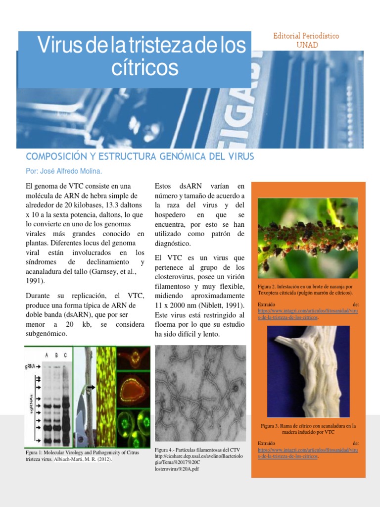 Virus de La Tristeza de Los Cítricos-Virologia - JOSE MOLINA | PDF ...
