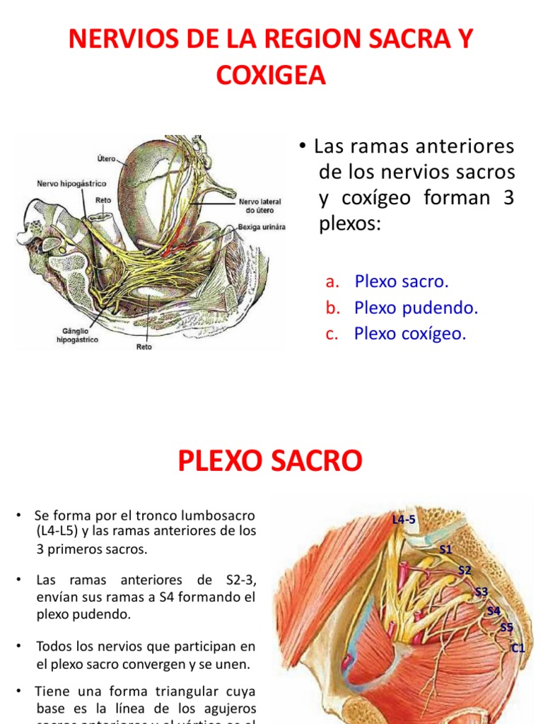 Nervios de La Region Sacra Y Coxigea: - Las Ramas Anteriores de Los ...