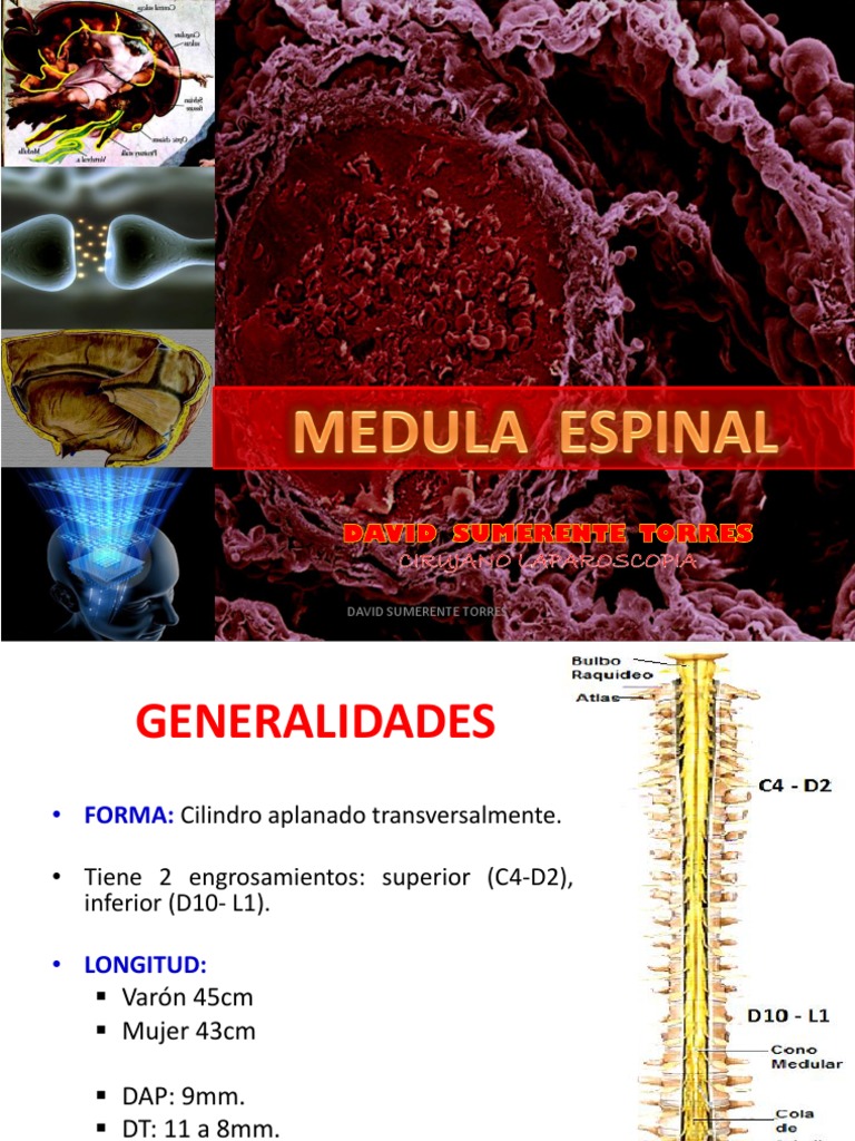 MEDULA ESPINAL | Médula espinal | Anatomia animal