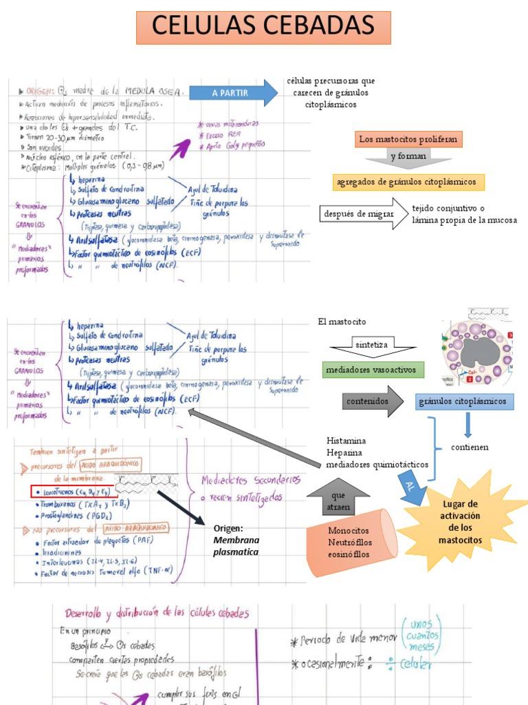 CELULAS CEBADAS - Tejido Conjuntivo | PDF | Tejido conectivo | Inflamación