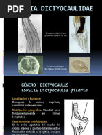 Cooperia SPP | PDF | Nematodo | Sistema reproductivo