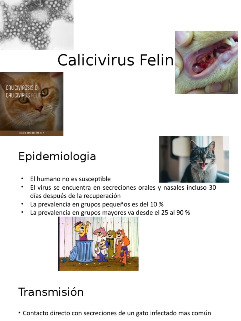 Calici Virus | PDF | Virus | Virología