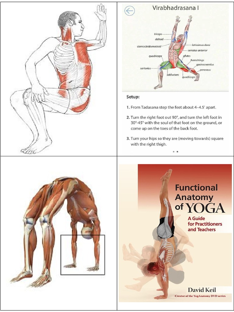 Functional Anatomy of Yoga | PDF