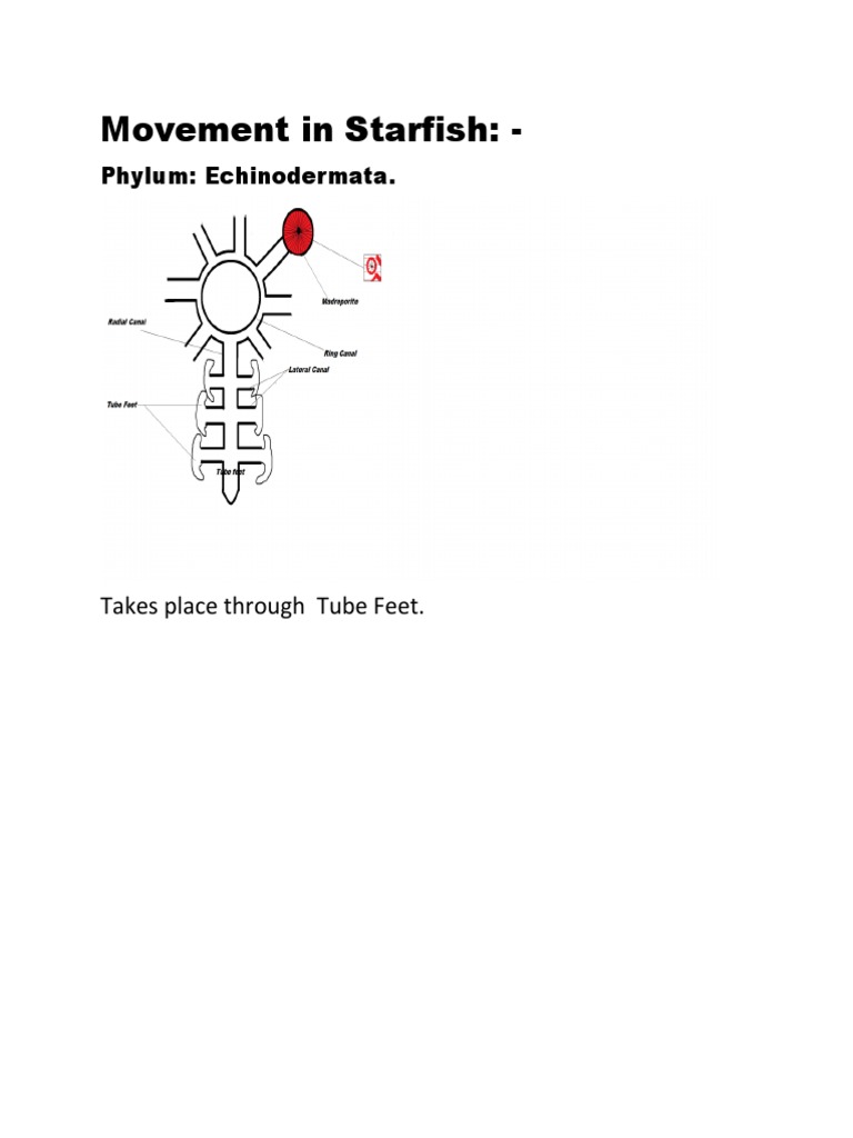 Starfish Movement via Tube Feet | PDF | Social Science | Science ...