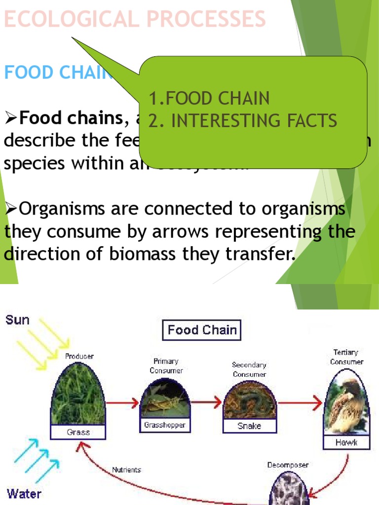 Unit 2 - Part 4 | PDF | Food Web | Ecology