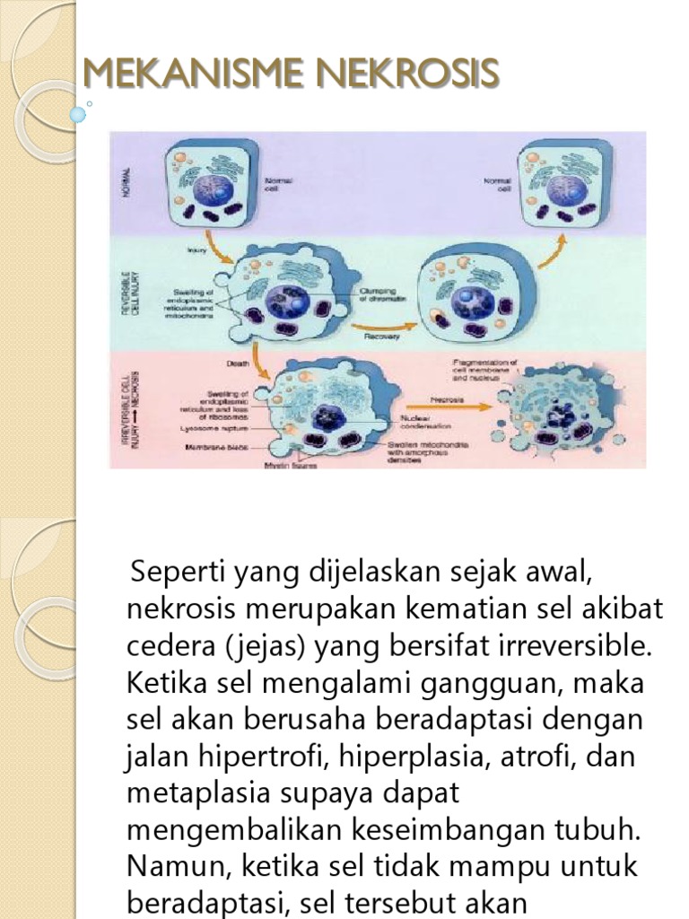 Mekanisme Nekrosis | PDF