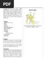 Inervación de La Laringe | PDF