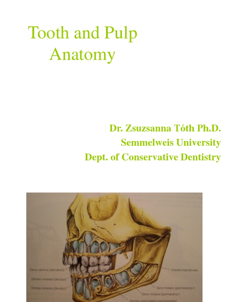 Anatomy PDF | PDF