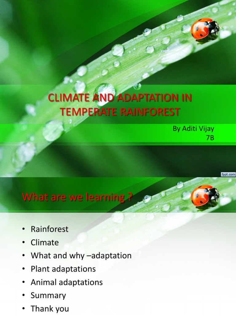 Climate and Adaptation in Temperate Rainforest: by Aditi Vijay 7B ...