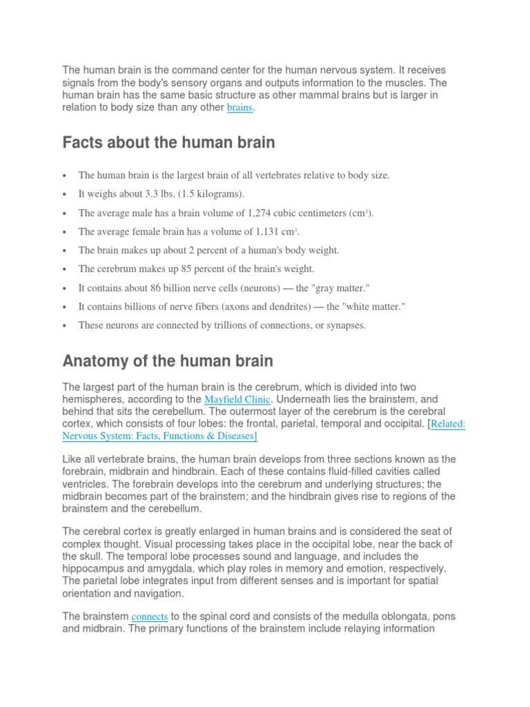 The Human Brain | PDF | Cerebrum | Brainstem