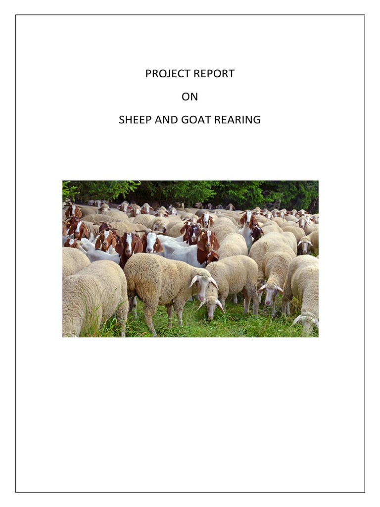 Sheep and Goat | PDF | Sheep | Goat