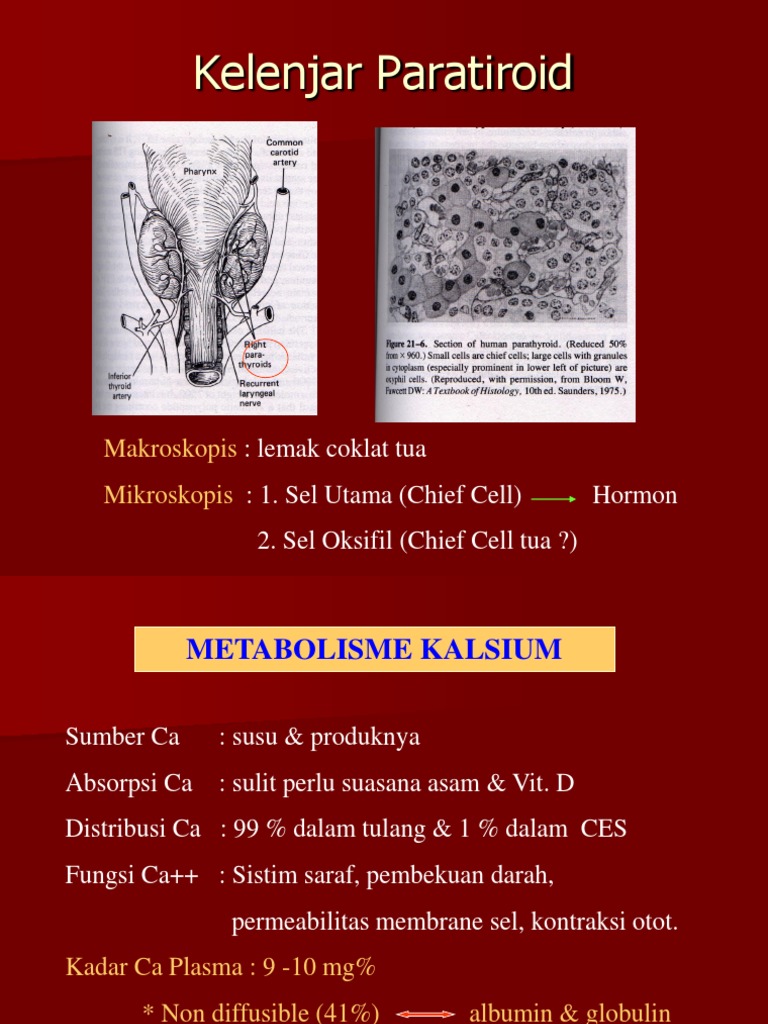 Kelenjar Paratiroid | PDF | Kesehatan Holistik