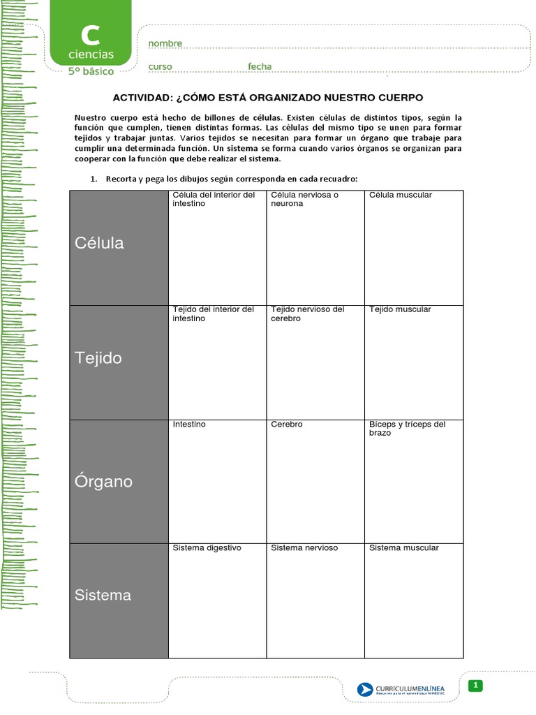Evaluacion - Niveles Organizacion Seres Vivos y Celulas | PDF ...
