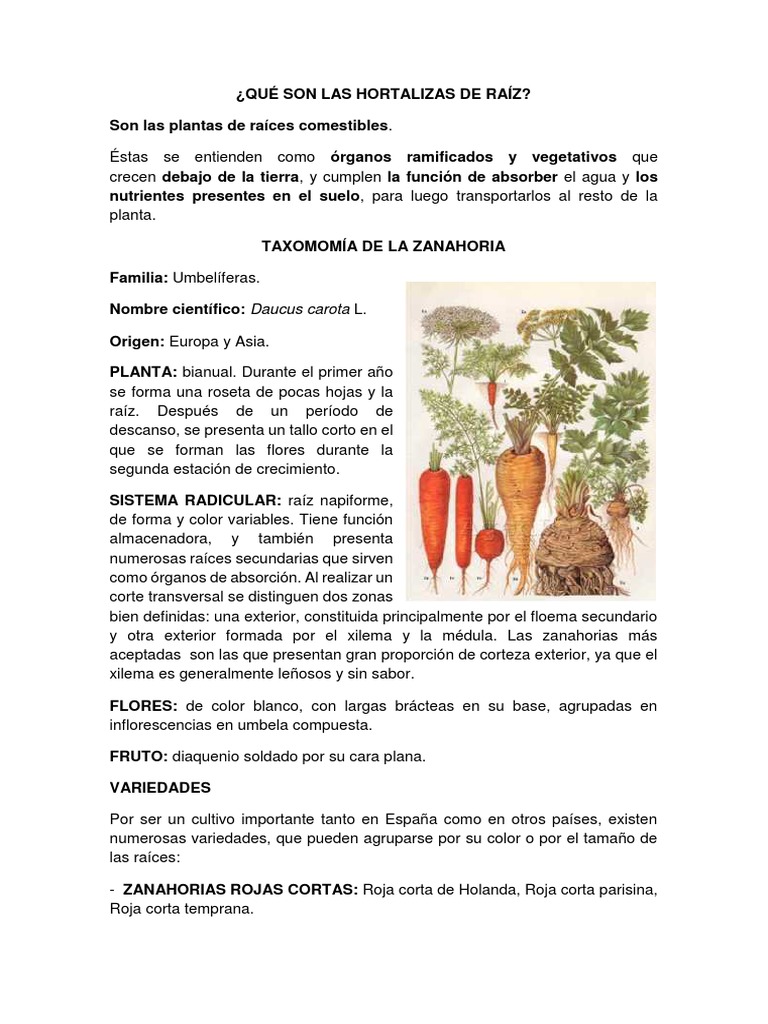 Hortalizas de Raíz | PDF | Nabo | Raíz