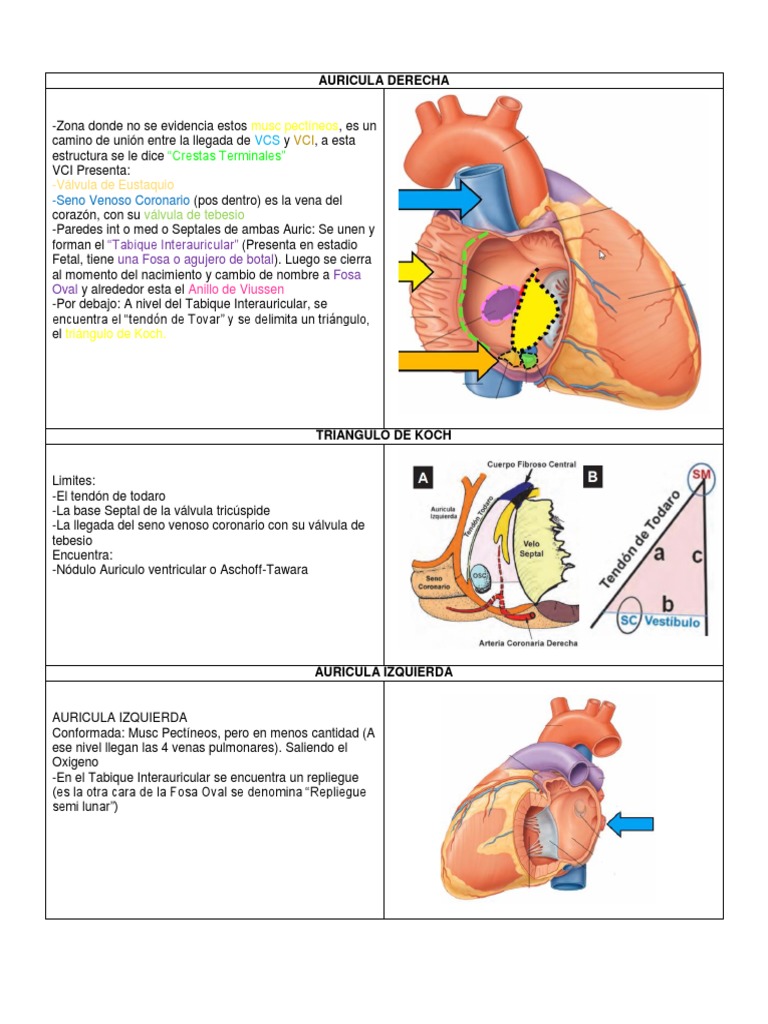 Ventriculos y Auriculas Del Corazon | PDF | Ventrículo (corazón) | Corazón