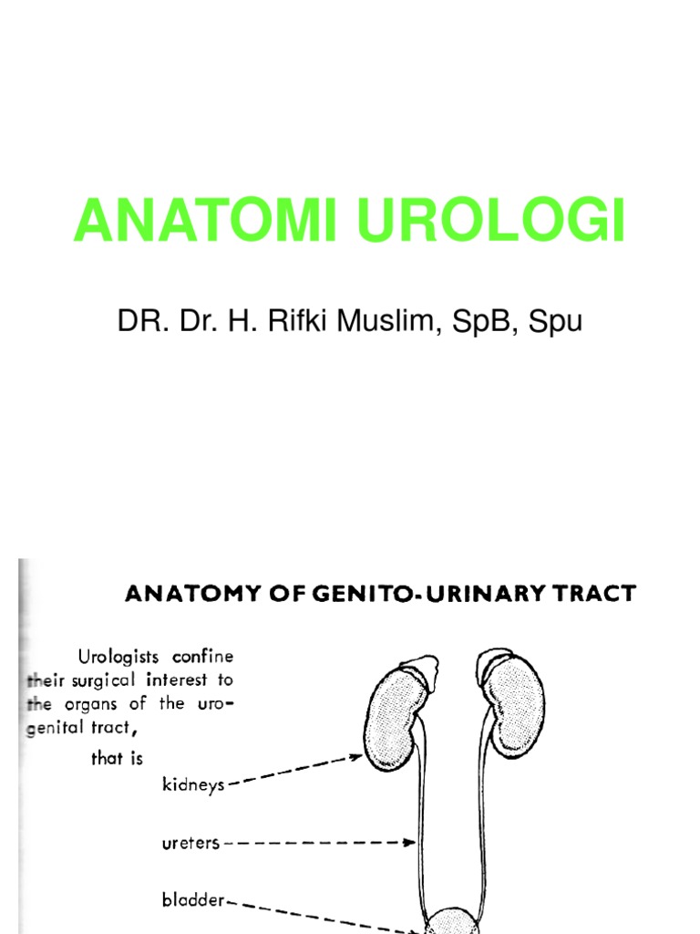 Anatomi Urologi | PDF