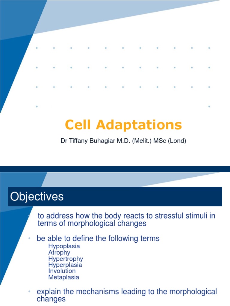 Cellular Adaptations | PDF | Atrophy | Epithelium