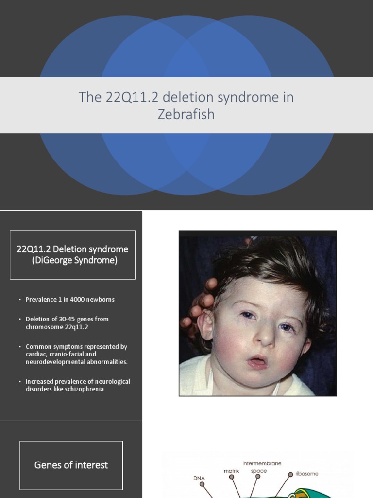 The 22Q11.2 Deletion Syndrome in Zebrafish | PDF | Exon | Genetics