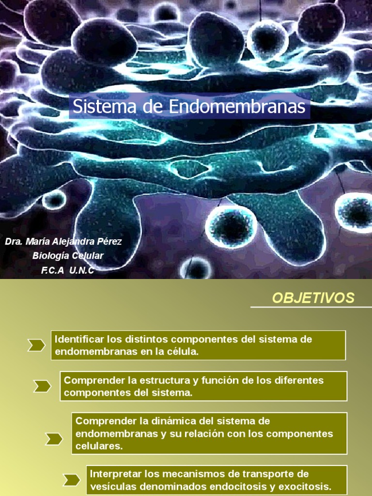 Teórico-3-Sistema-endomembranas-1 | Retículo endoplásmico | Citoplasma