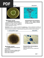 Atlas de Micologia Corregido | PDF | Hongo | Aspergilo
