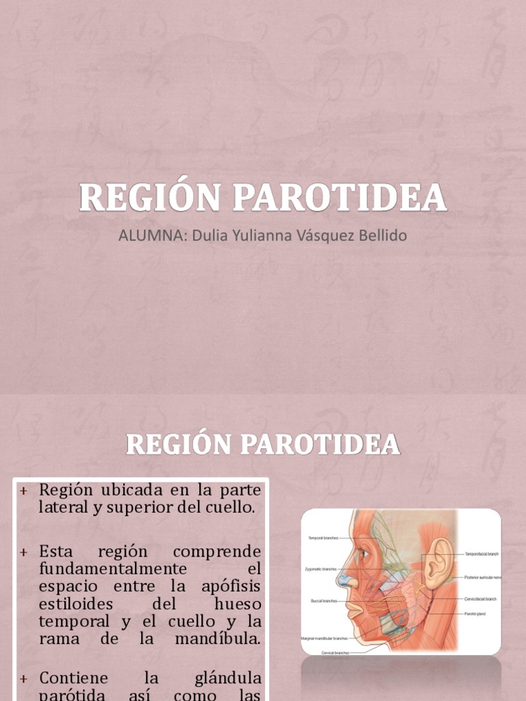 Region Parotidea | PDF | Anatomía de los primates | Órgano (anatomía)