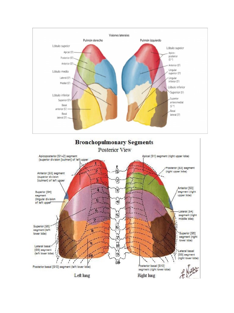 Pulmones | PDF | Pulmón | Tórax (anatomía humana)