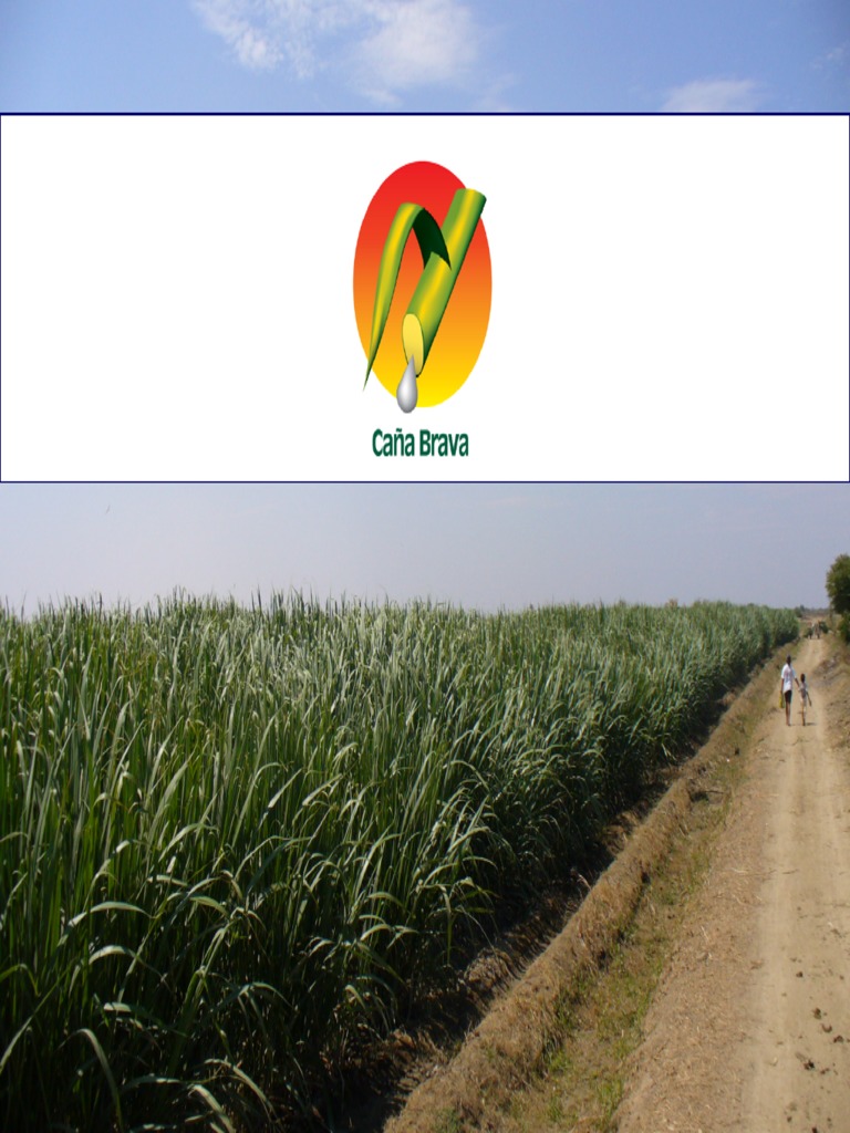 Proyecto Caña Brava: Etanol en Perú | PDF | Biocombustible | Azúcar