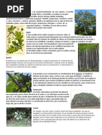 Bingo de Plantas Fotos | PDF