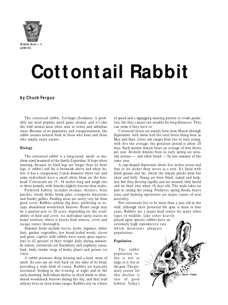 Cottontail Rabbit: by Chuck Fergus | PDF | Nature