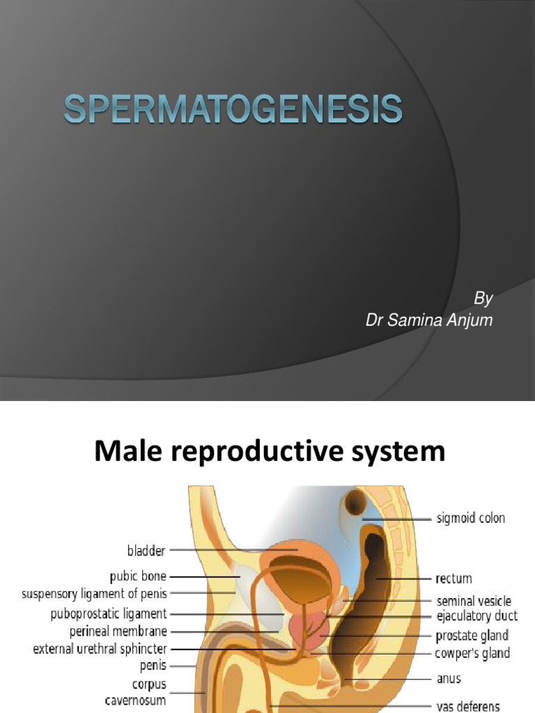 Spermatogenesis | PDF | Animal Anatomy | Biological Interactions