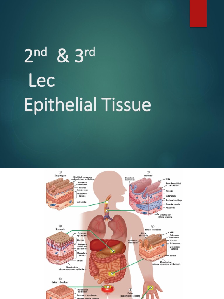 2nd& 3rd Lec Epithelial Tissue | PDF