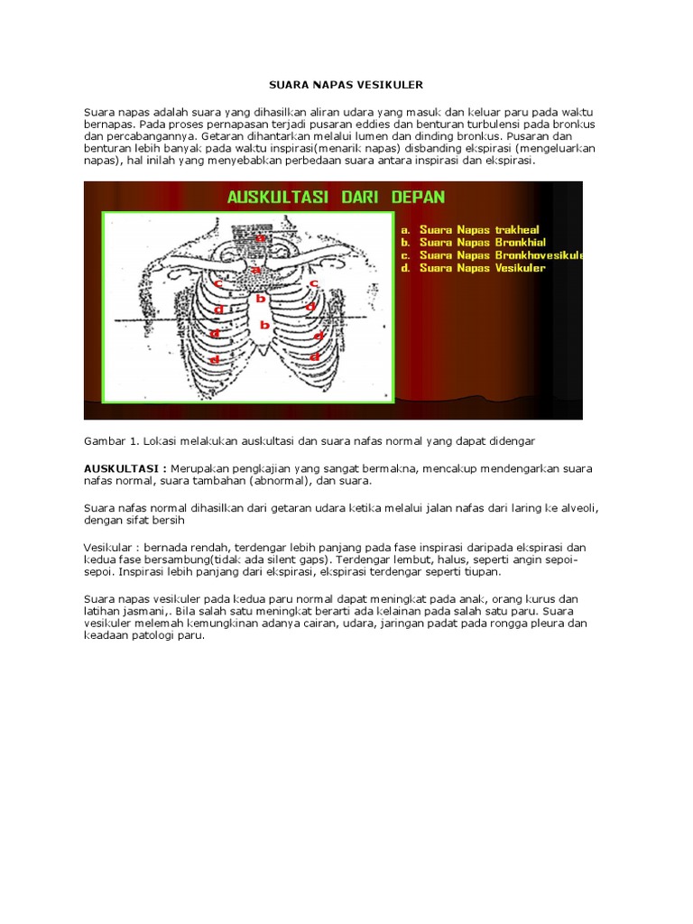 Suara Napas Vesikuler | PDF