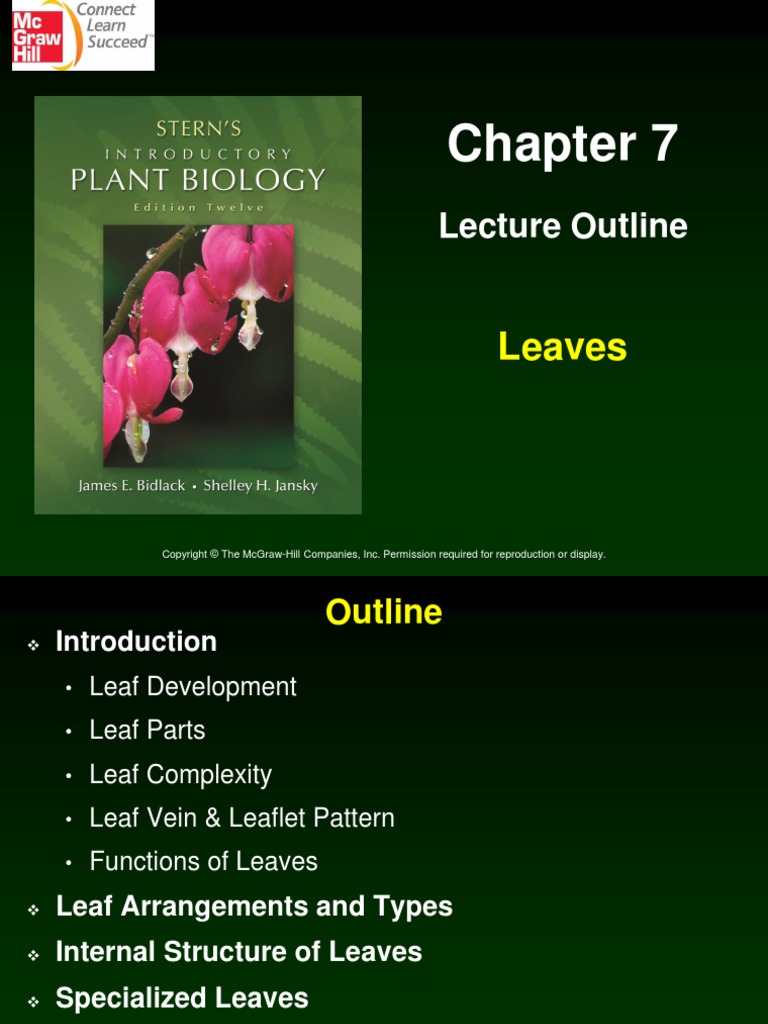 Botany Leaves 7 | PDF | Leaf | Stoma