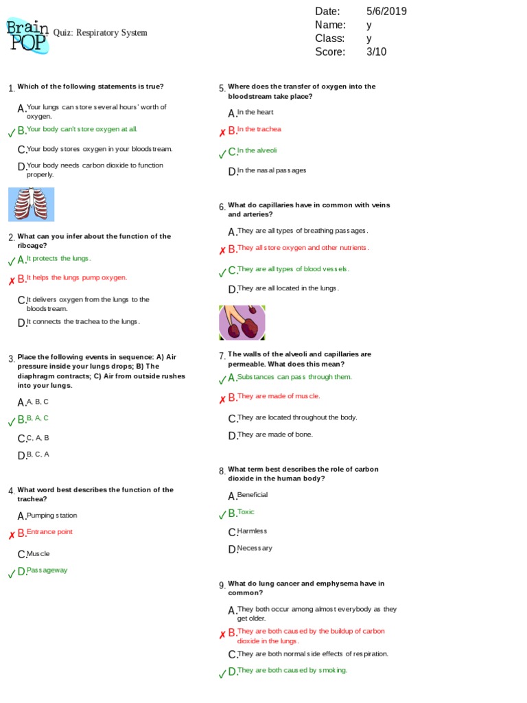 Quiz: Respiratory System: Your Body Can't Store Oxygen at All. in The ...