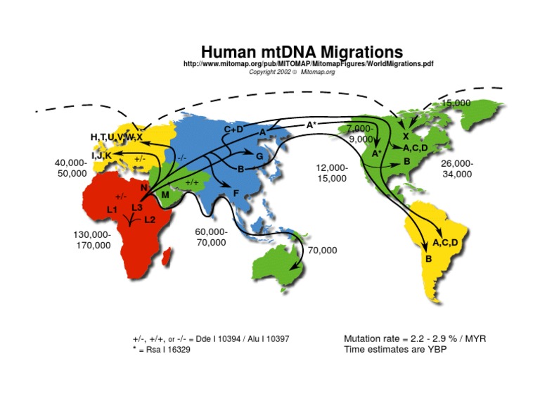 Human Mtdna Migrations: H, T, U, V, W, X I, J, K A A X A C+D | PDF