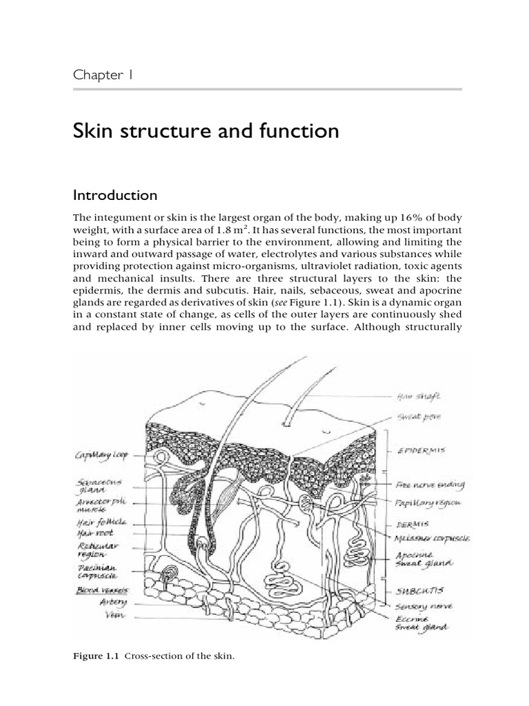Skin Structure and Function: Figure 1.1 Cross-Section of The Skin | PDF ...